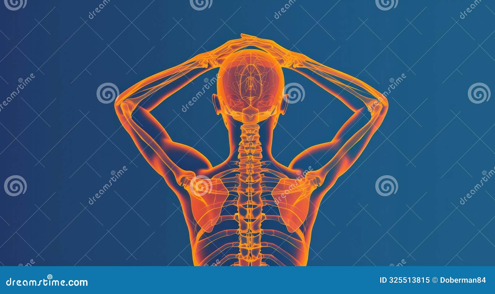 Arms Skeleton Human Side View. Set Of 3D Hands, Forearms, Humerus, Ulna ...