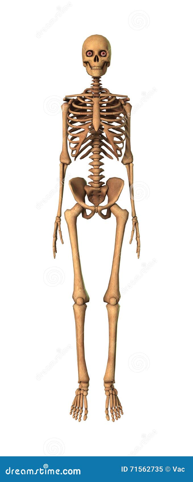 3D Rendering Human Skeleton on White Stock Illustration - Illustration ...