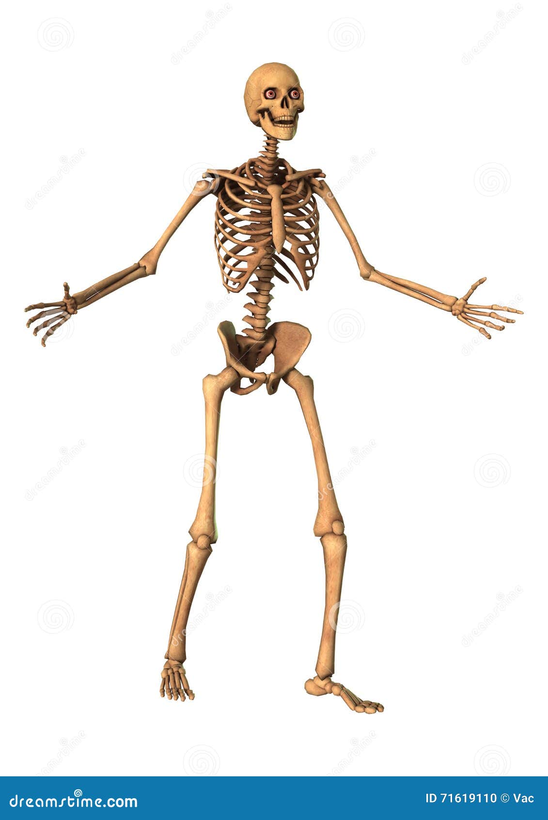 3D Rendering Human Skeleton on White Stock Illustration - Illustration ...