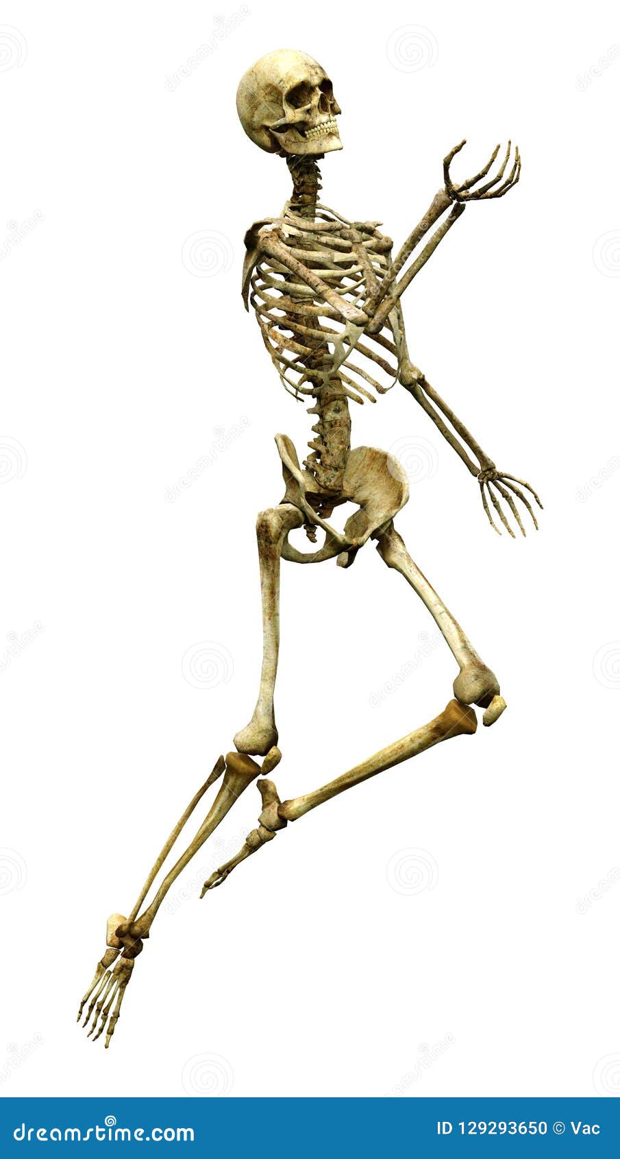 3D Rendering Human Skeleton on White Stock Illustration - Illustration ...