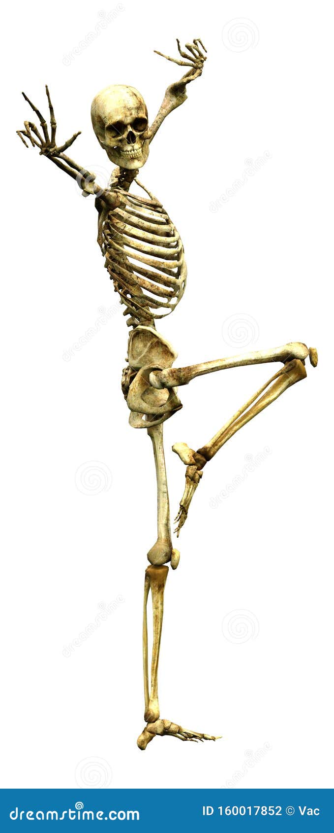 3D Rendering Human Skeleton on White Stock Illustration - Illustration ...