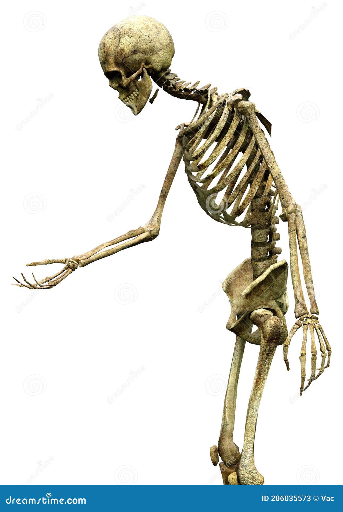 3D Rendering Human Skeleton on White Stock Illustration - Illustration ...