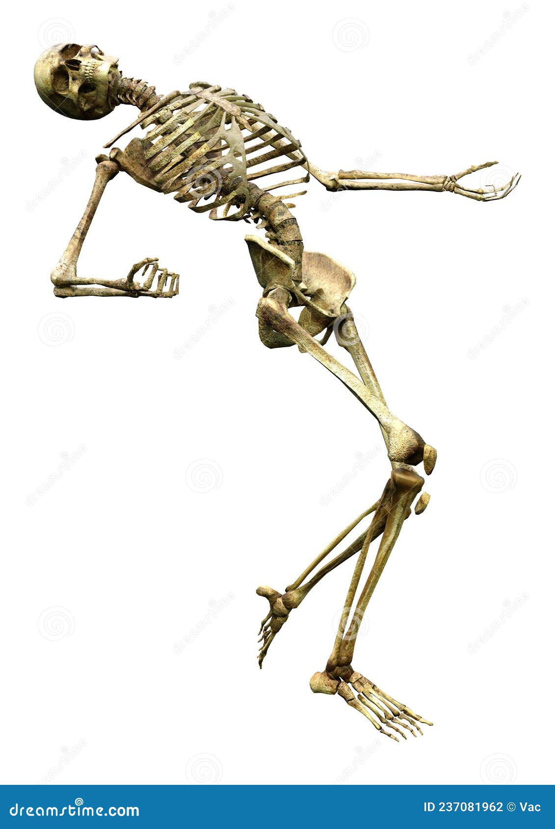 3D Rendering Human Skeleton on White Stock Illustration - Illustration ...