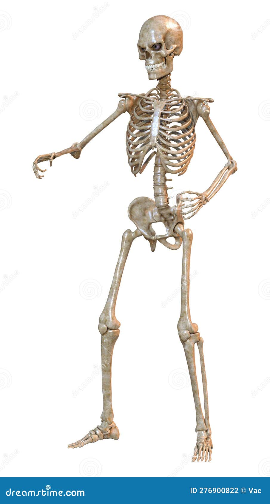 3D Rendering Human Skeleton on White Stock Illustration - Illustration ...