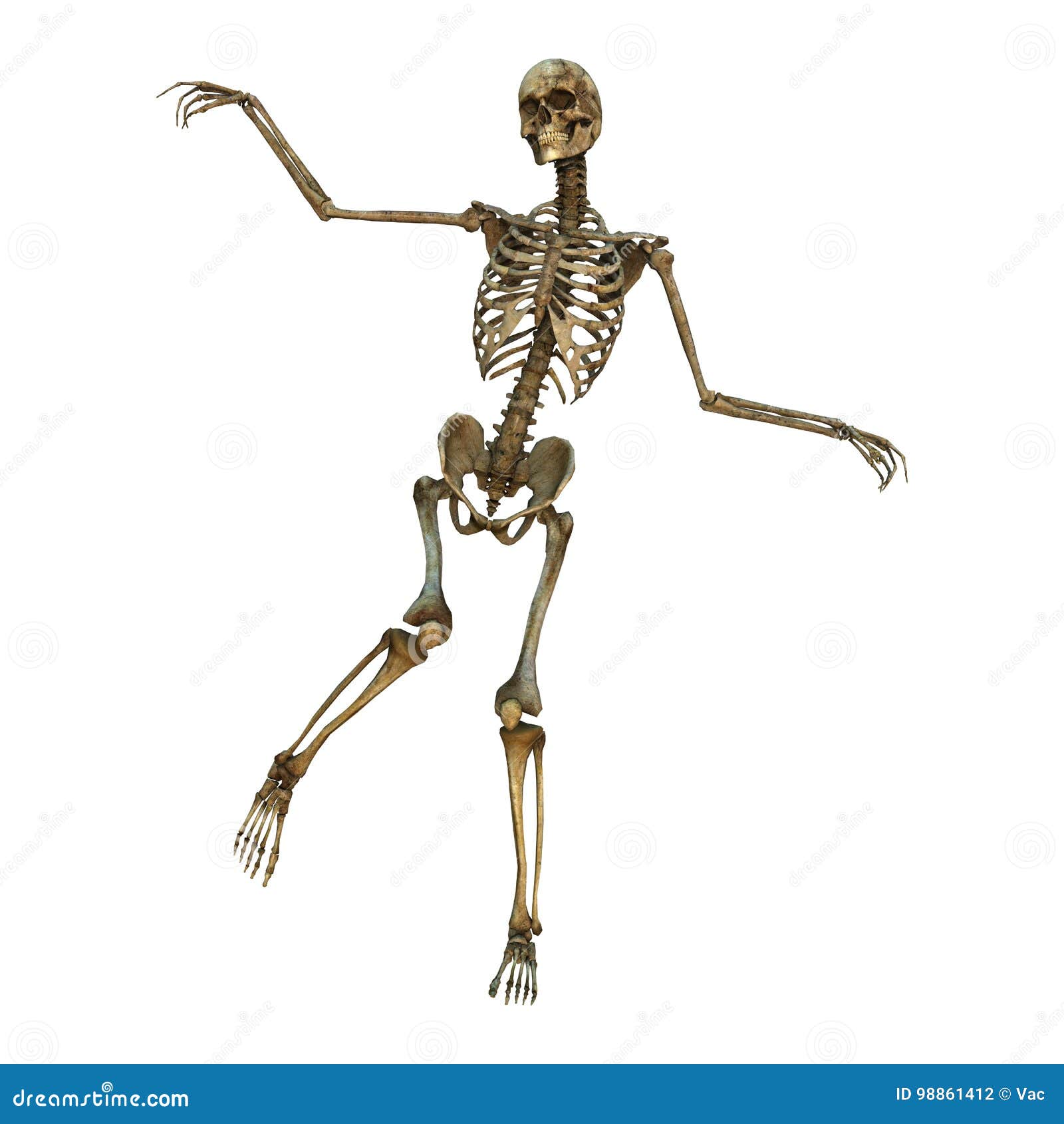3D Rendering Human Skeleton on White Stock Illustration - Illustration ...
