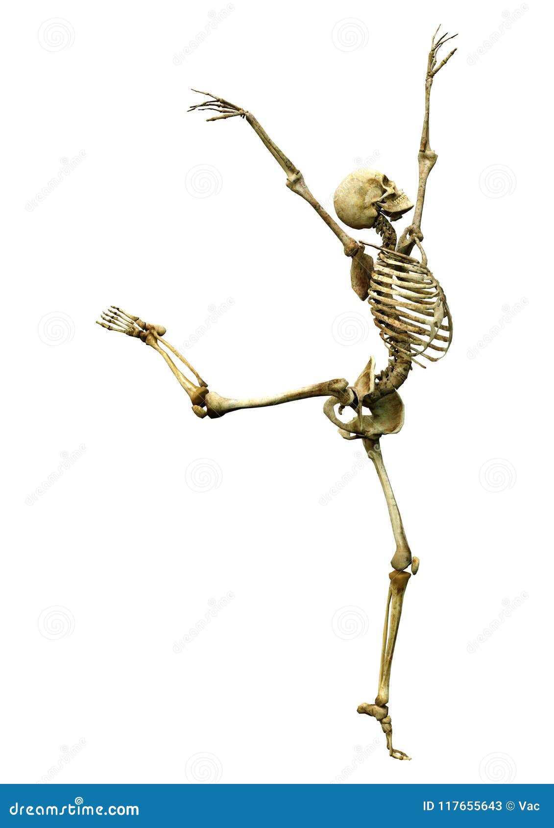 3D Rendering Human Skeleton on White Stock Illustration - Illustration ...