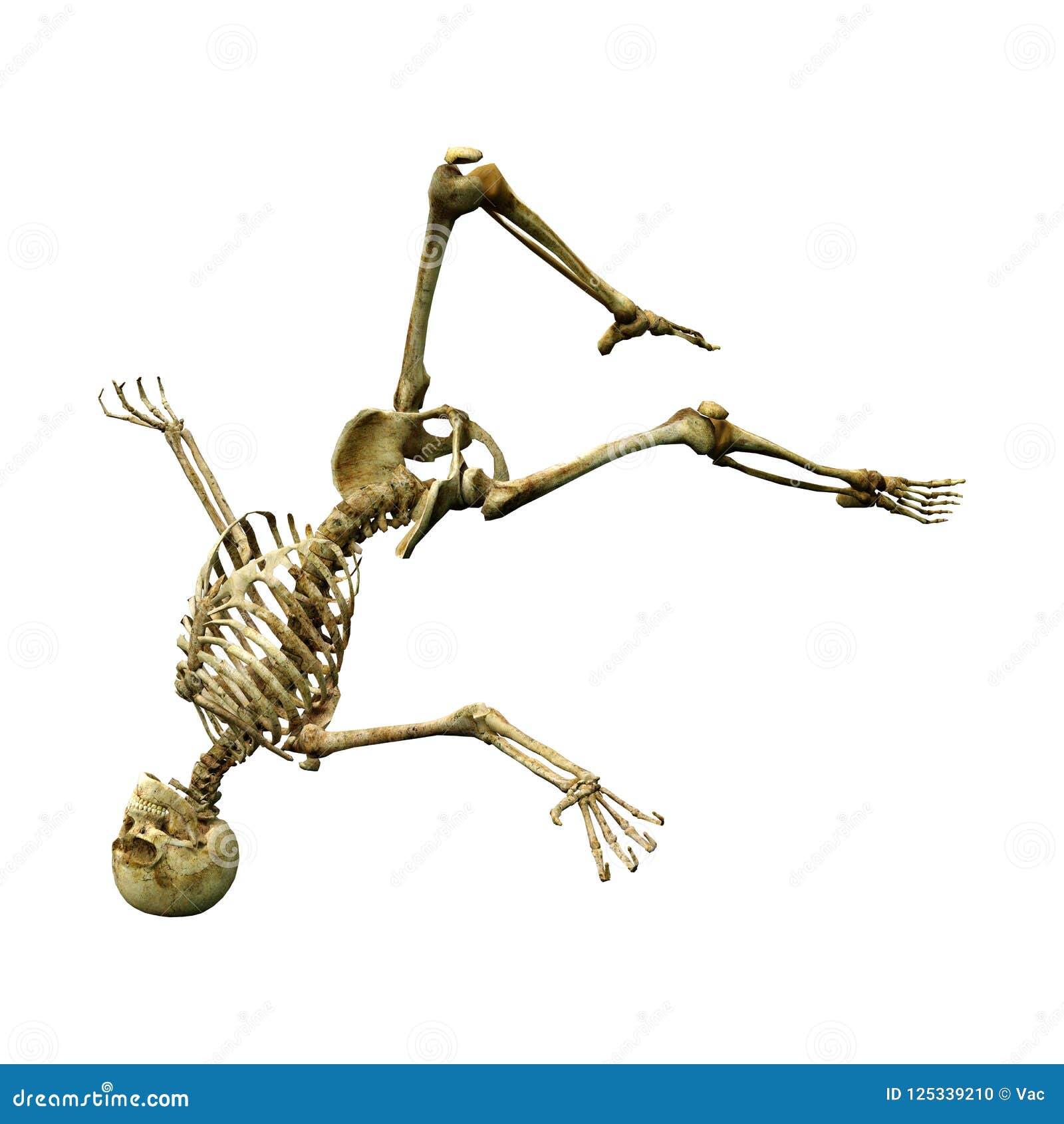 3D Rendering Human Skeleton on White Stock Illustration - Illustration ...