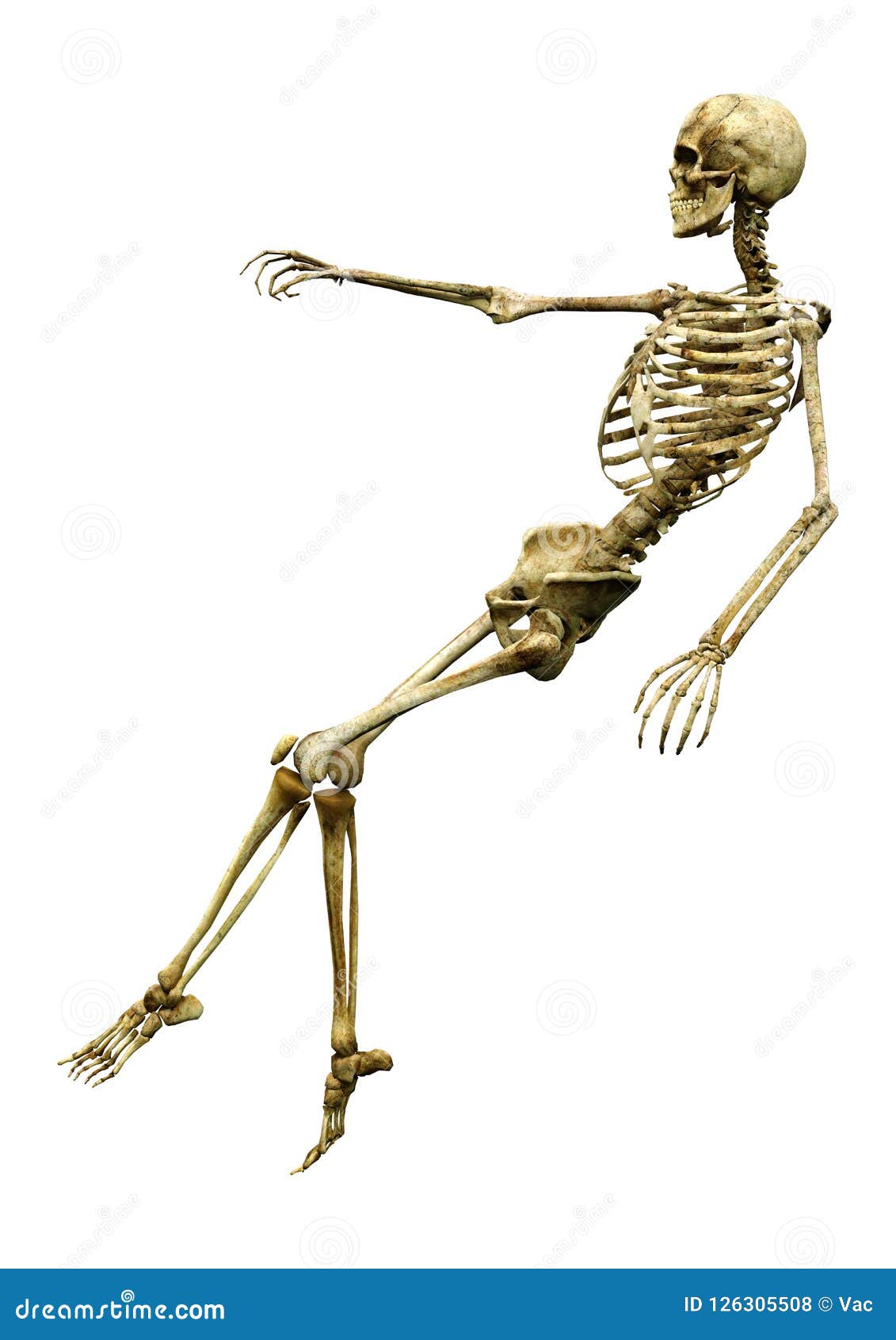 3D Rendering Human Skeleton on White Stock Illustration - Illustration ...