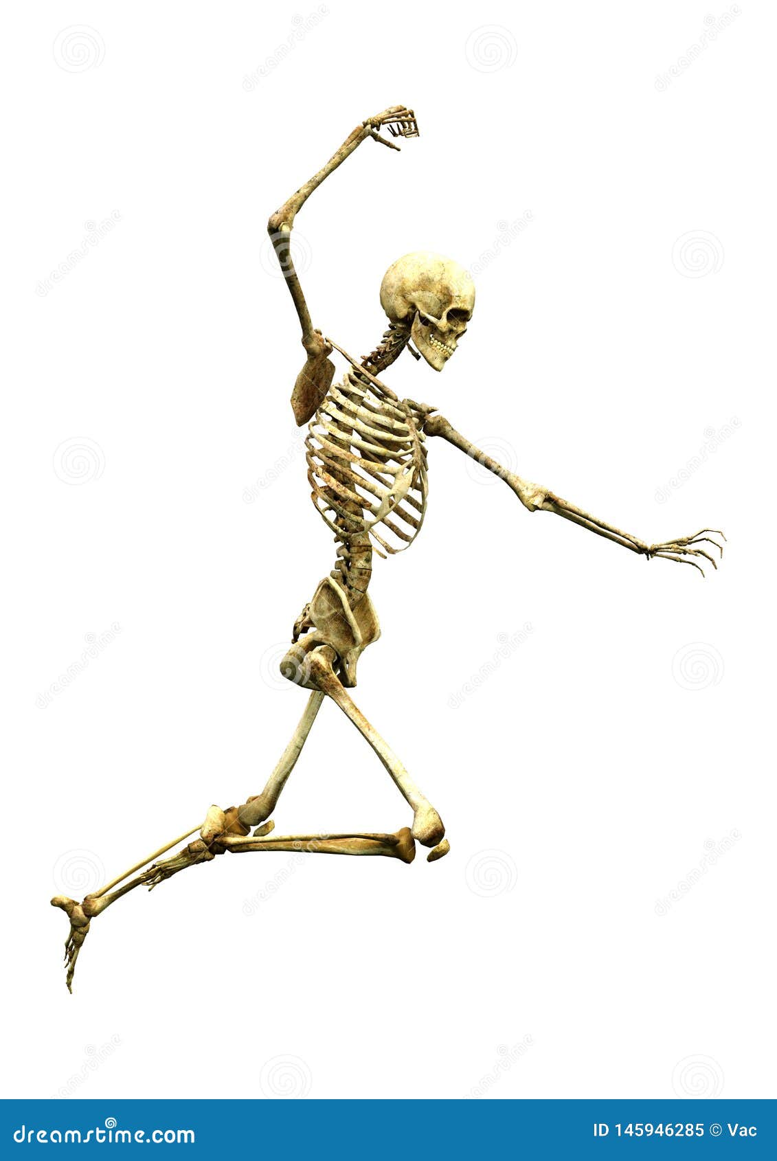 3D Rendering Human Skeleton on White Stock Illustration - Illustration ...