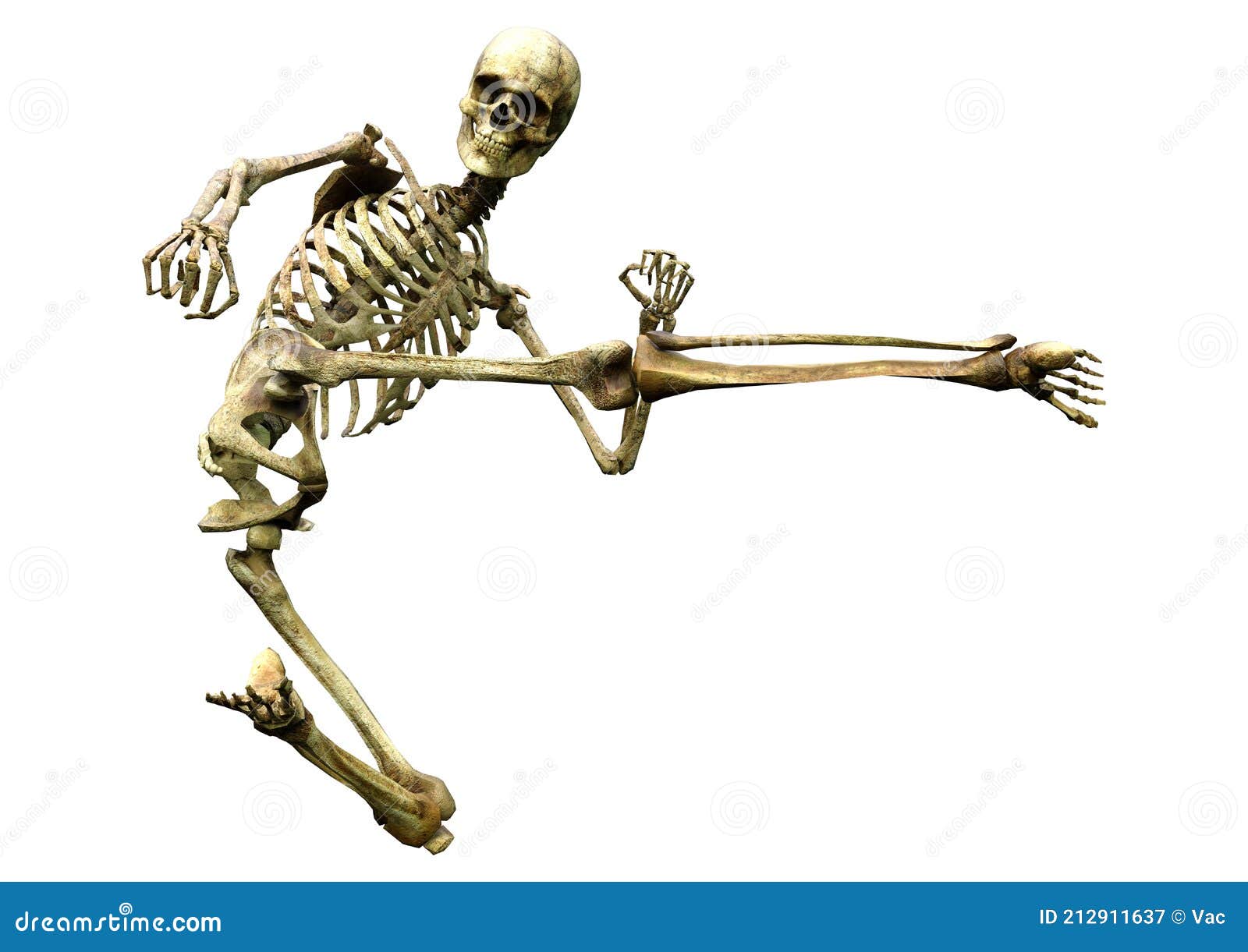 3D Rendering Human Skeleton on White Stock Illustration - Illustration ...