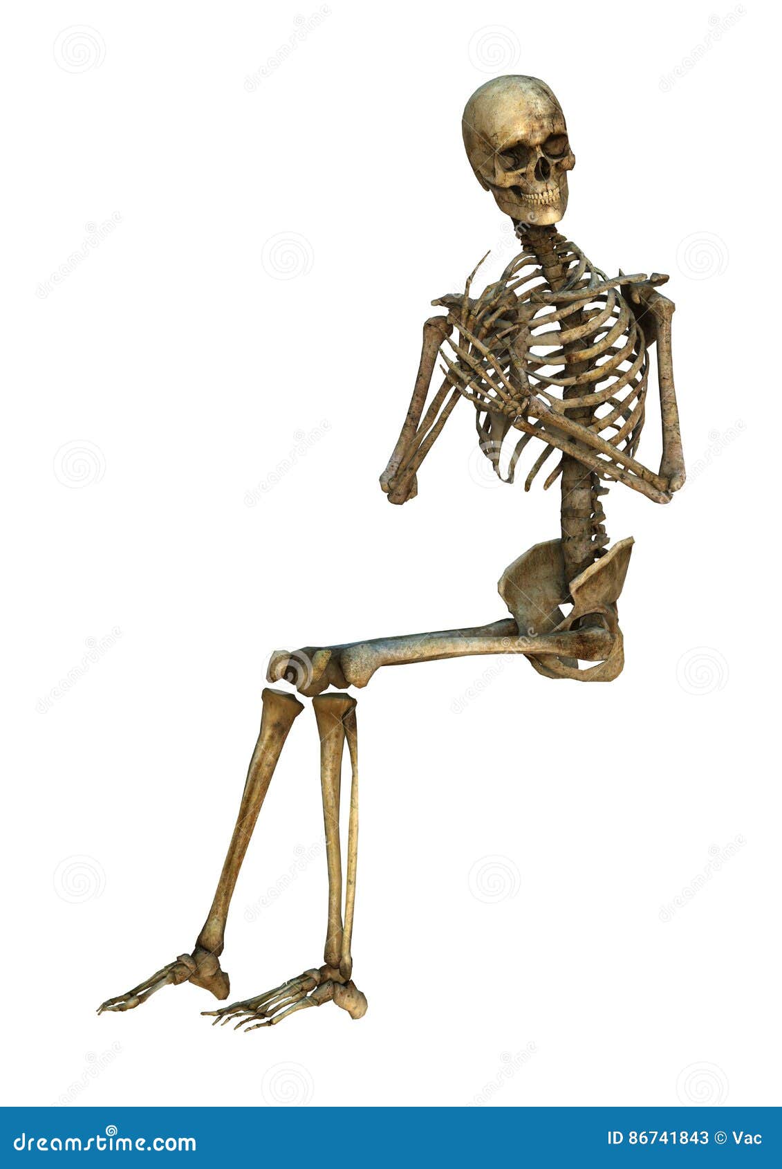 3D Rendering Human Skeleton on White Stock Illustration - Illustration ...