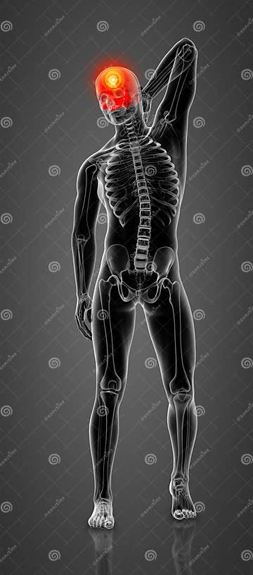 3D rendering Human Skull stock illustration. Illustration of white ...
