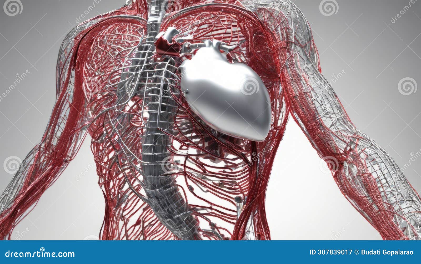 3D Rendering of a Human Torso with Transparent Skin, Showing Internal ...