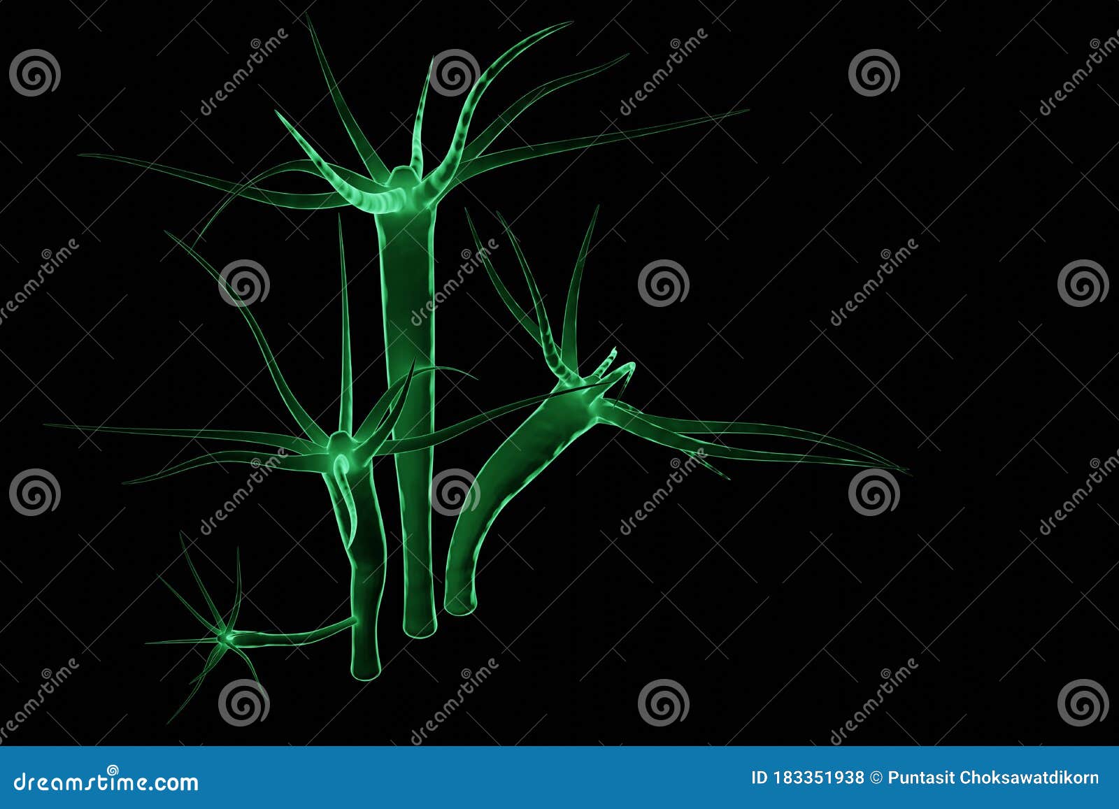 Hydra Body Wall Structure. Educational Material For Lesson Of Zoology ...