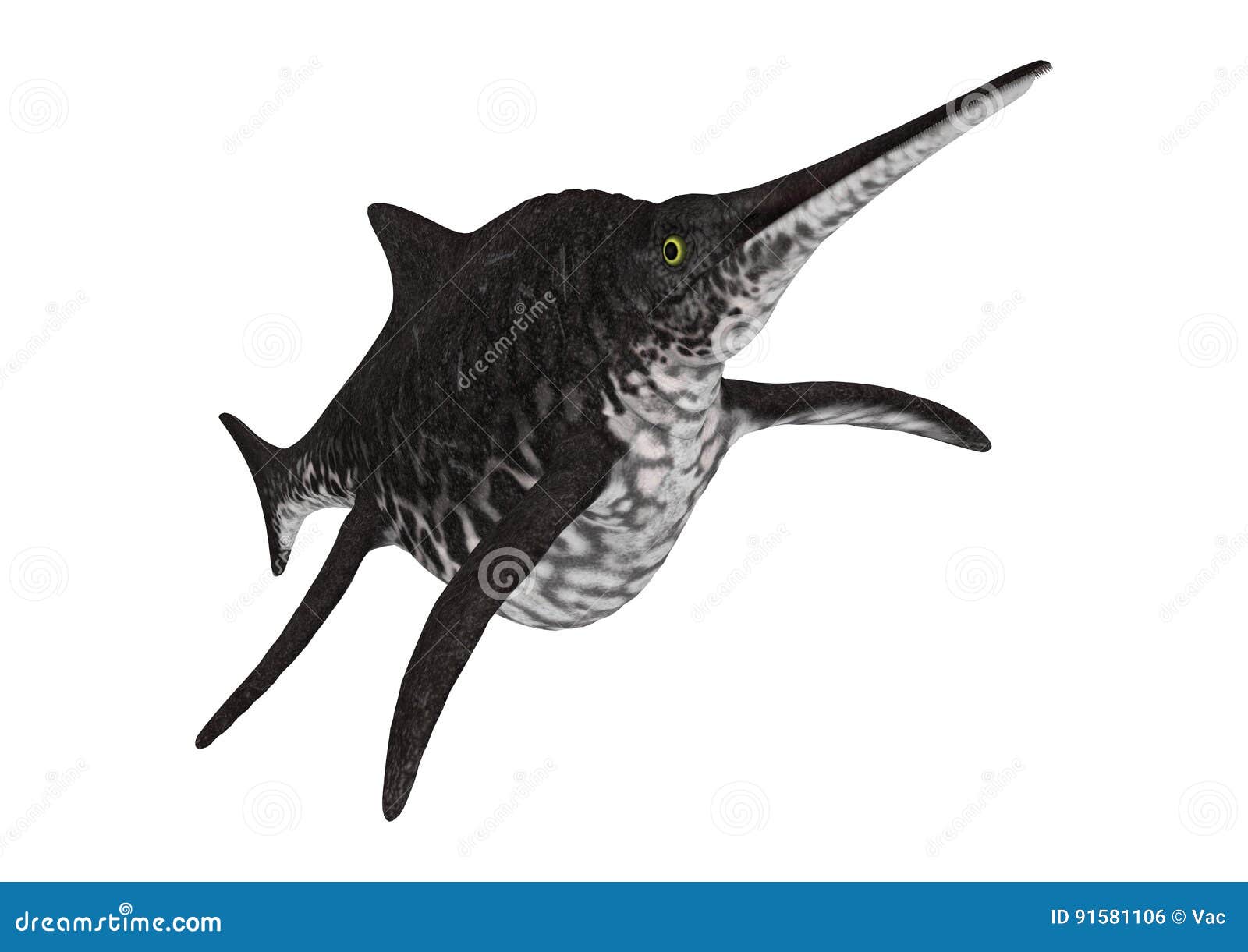 3D Rendering Ichthyosaur Shonisaurus On White Royalty-Free Stock Image ...