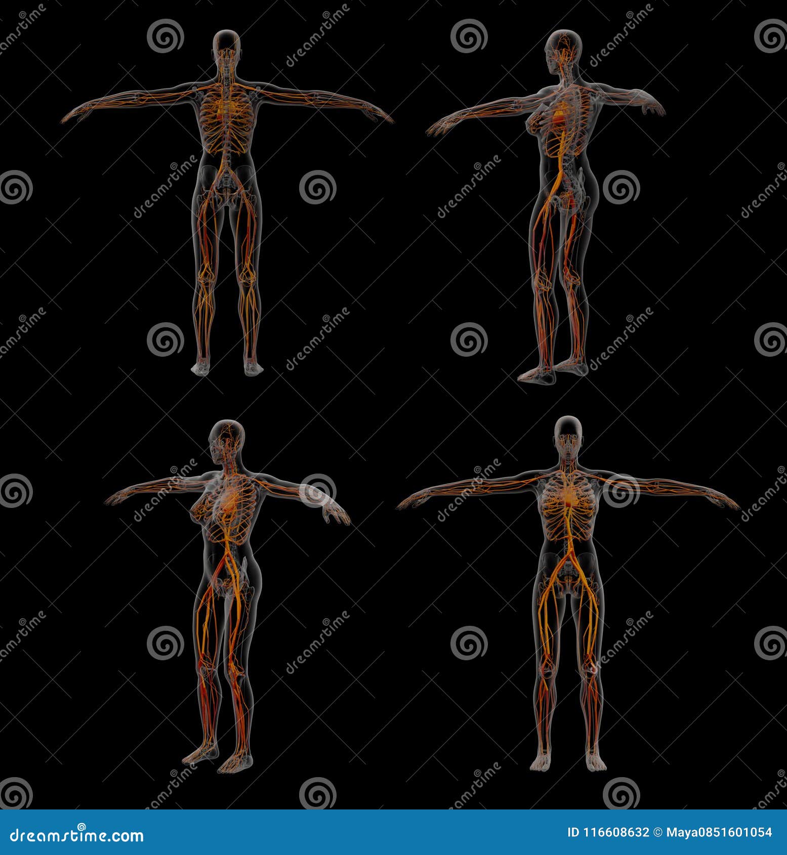 3D Rendering Illustration of the Circulatory Stock Illustration ...