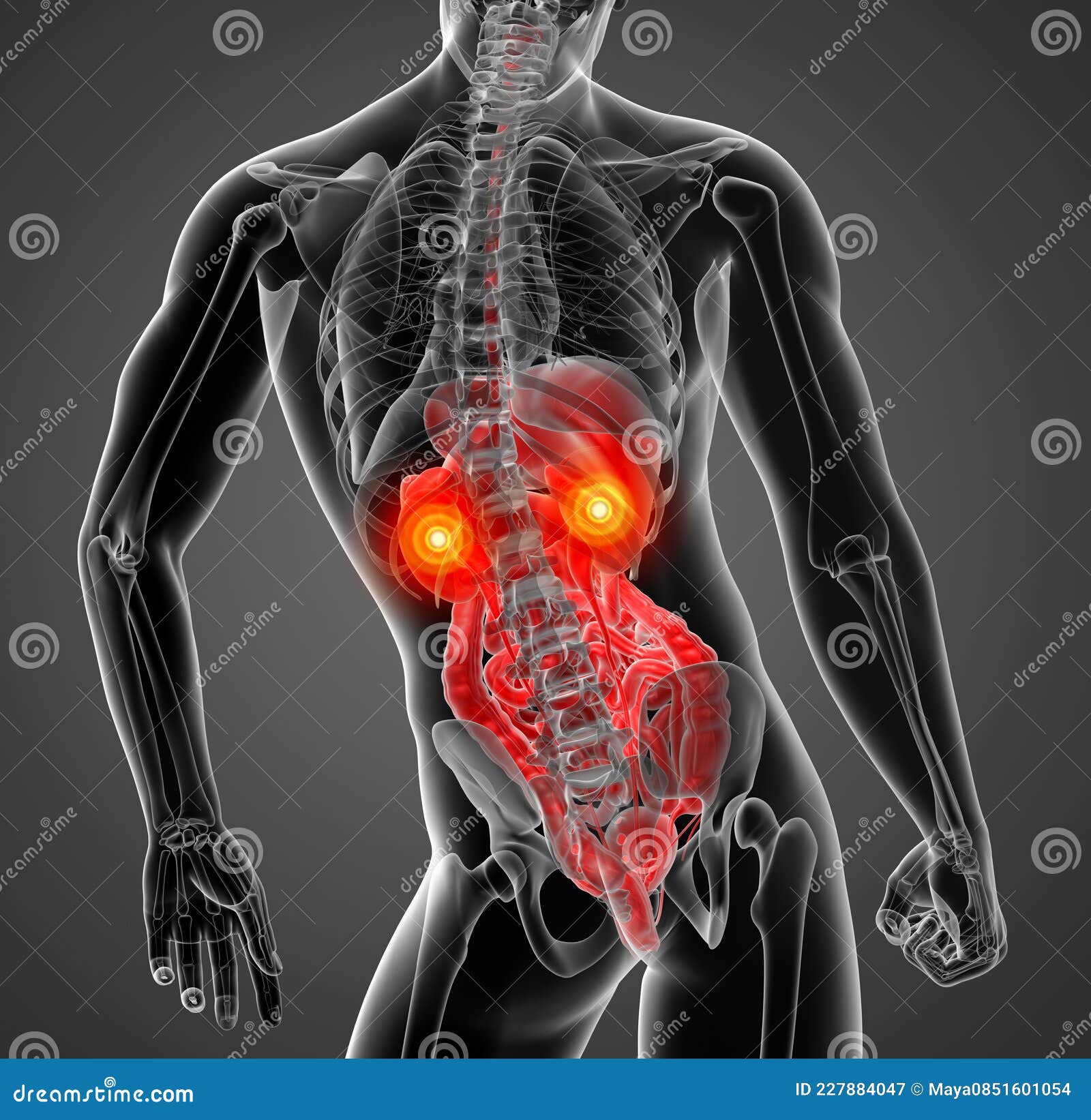 3D Rendering Illustration of Digestive System Stock Illustration ...