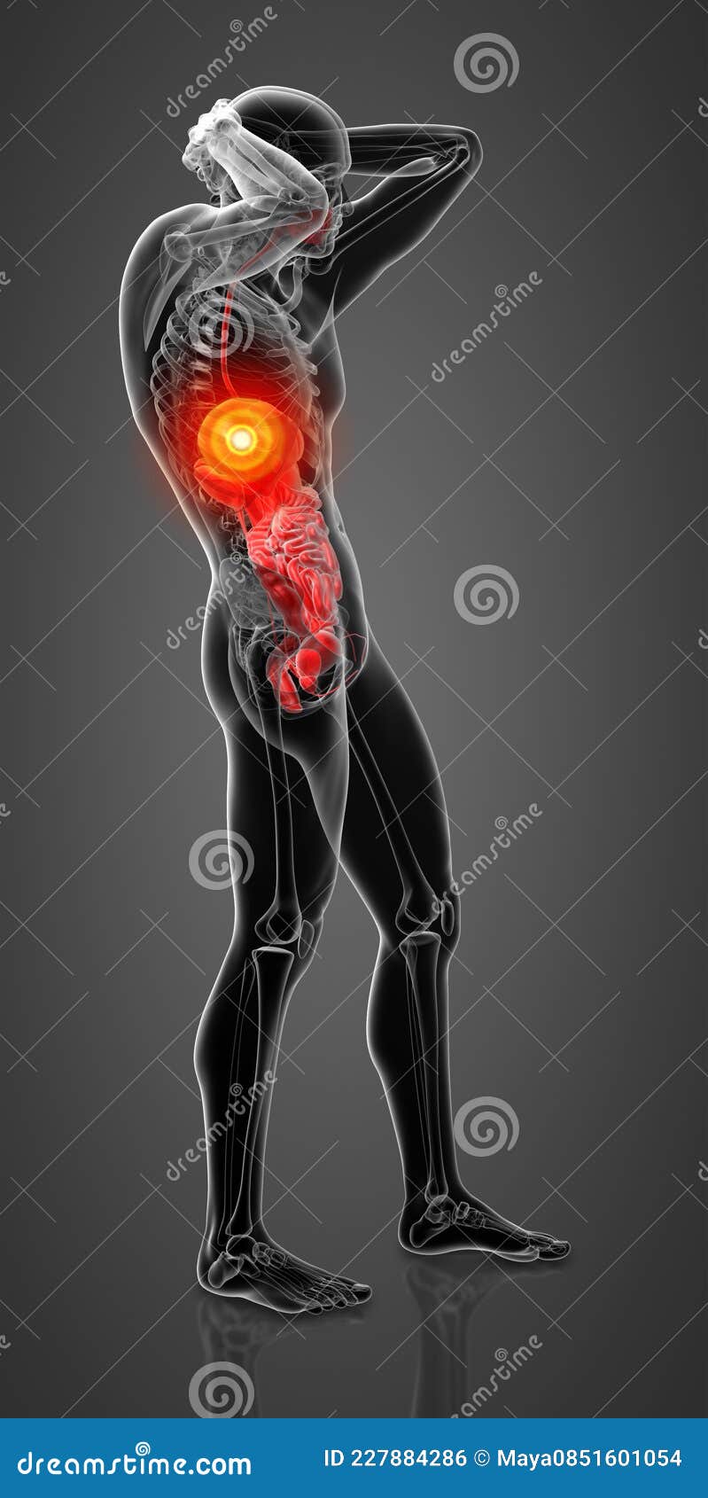 3D Rendering Illustration of Digestive System Stock Illustration ...