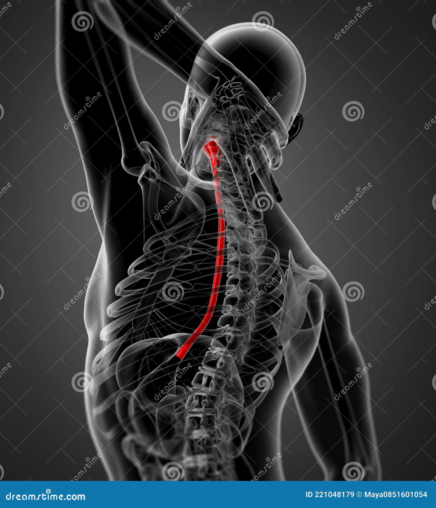 3D Rendering Illustration of Esophagus Stock Illustration ...