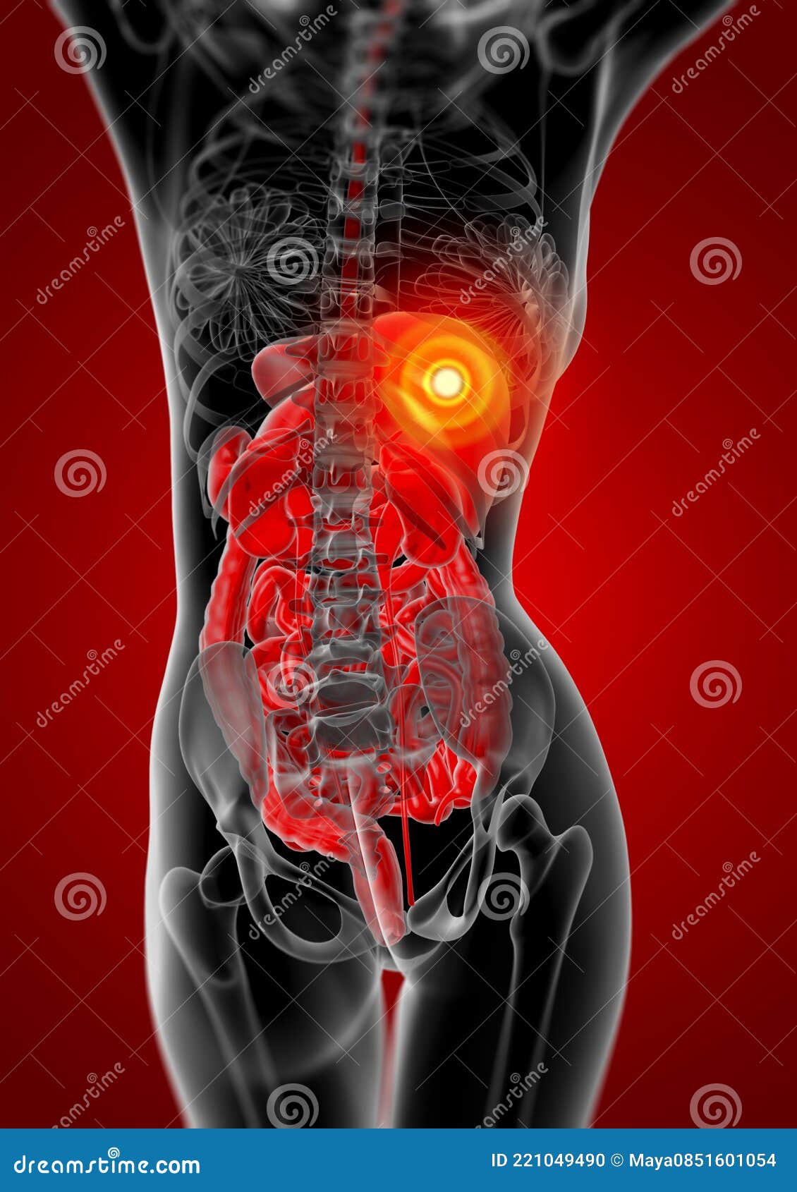 3D Rendering Illustration of Female Digestive System Stock Illustration ...
