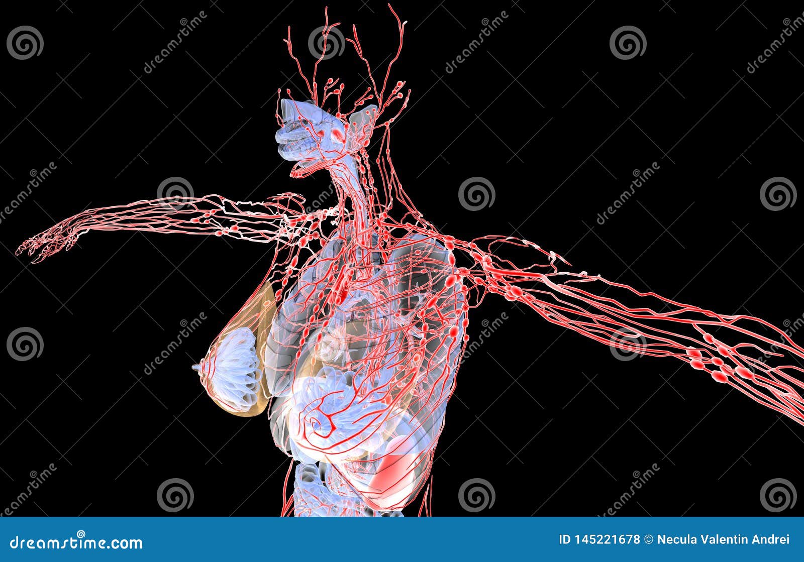D Rendering Illustration of the Lymphatic System Stock Illustration ...