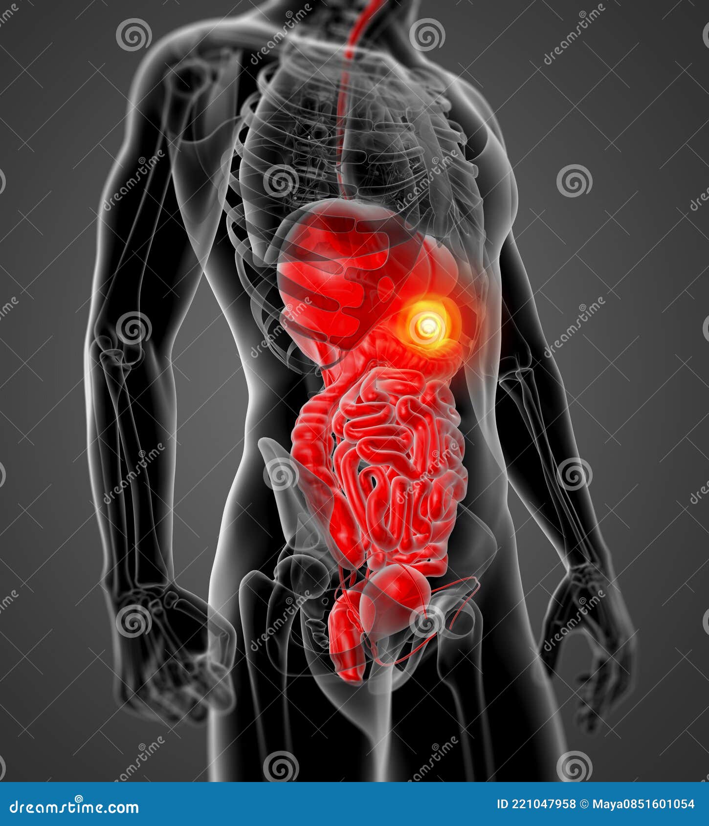 3d Rendering Illustration of Human Digestive System Stock Illustration ...