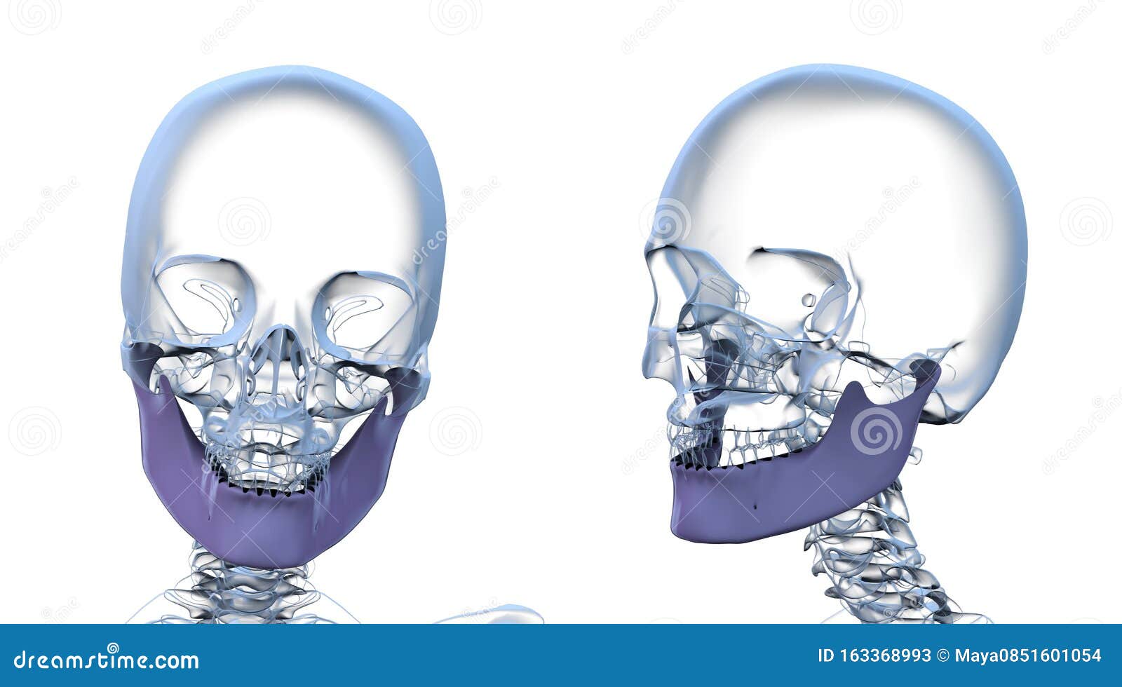 3d Rendering Illustration of Jaw Stock Illustration - Illustration of ...