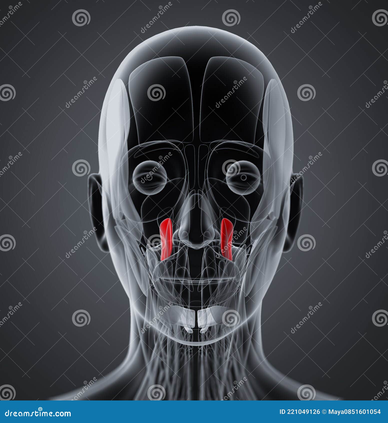 Medical Illustration of the Levator Anguli Oris Stock Illustration ...