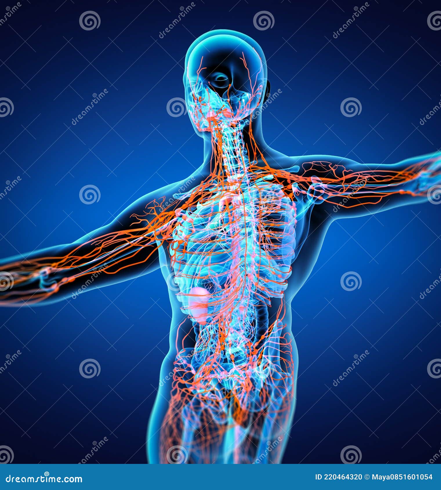3D Rendering Illustration of Lymphatic System Stock Illustration ...