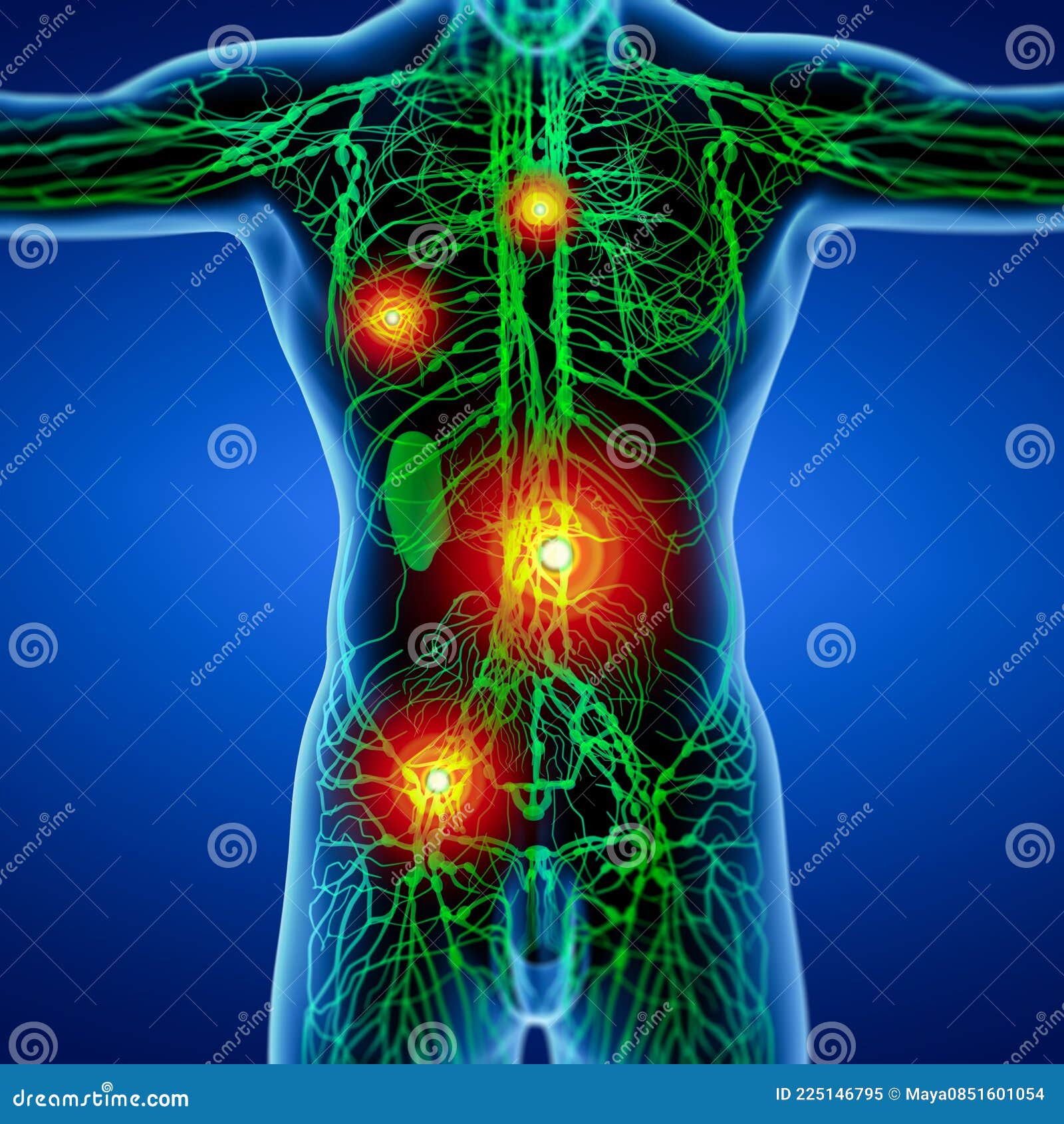 3D Rendering Illustration of Lymphatic System Stock Illustration ...