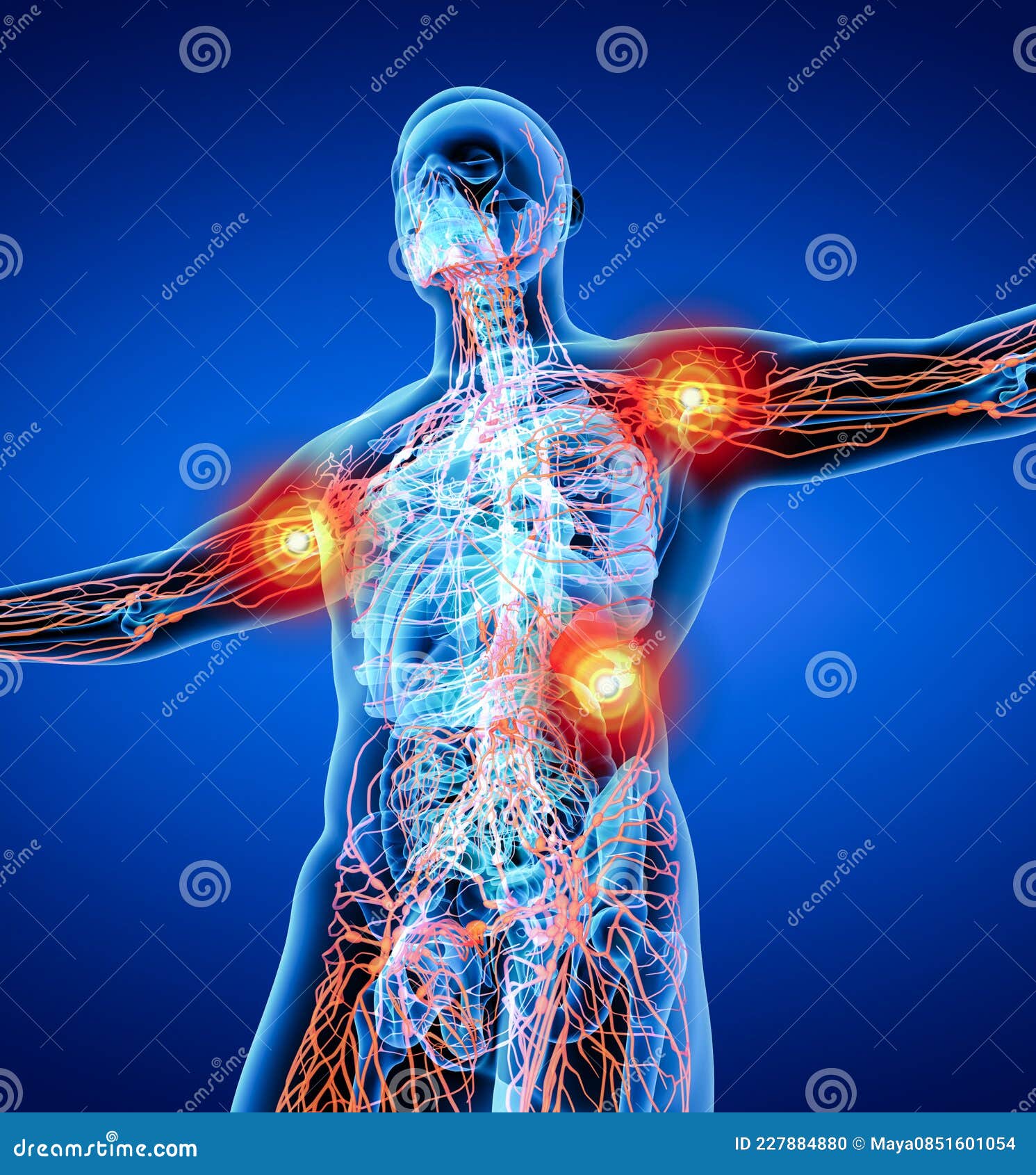 3D Rendering Illustration of Lymphatic System Stock Illustration ...