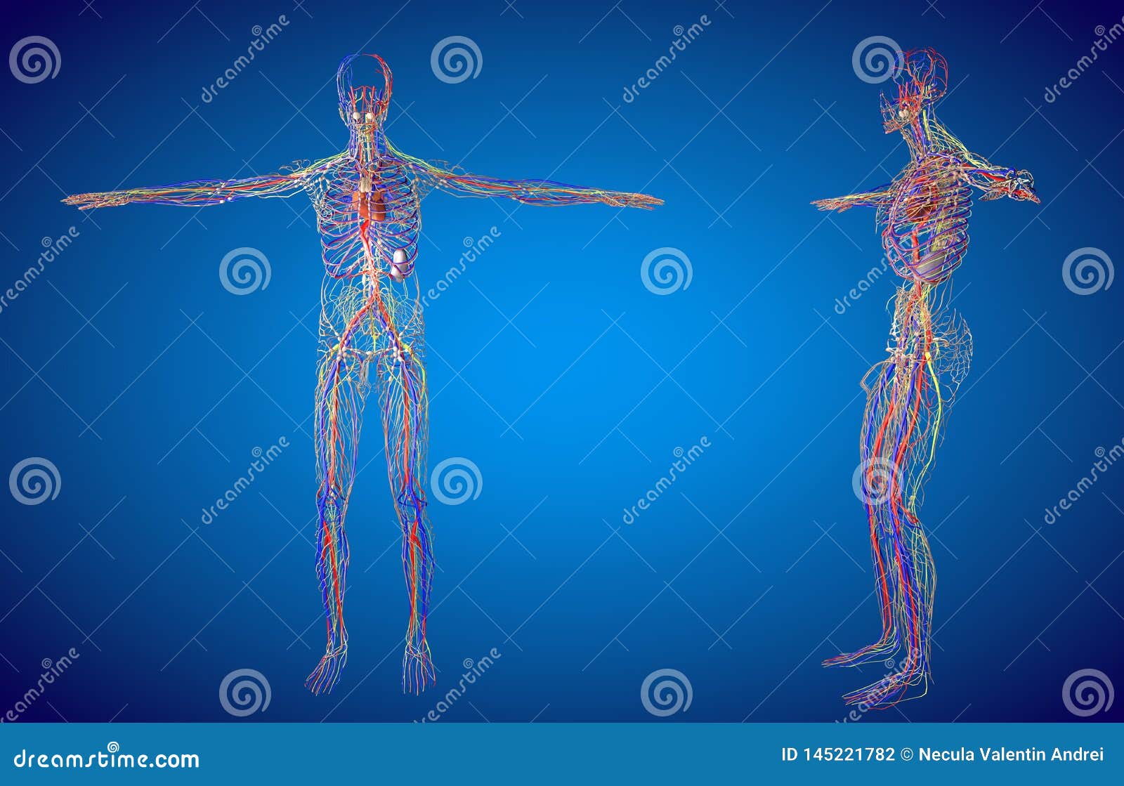 D Rendering Illustration of the Male Lymphatic System Stock ...