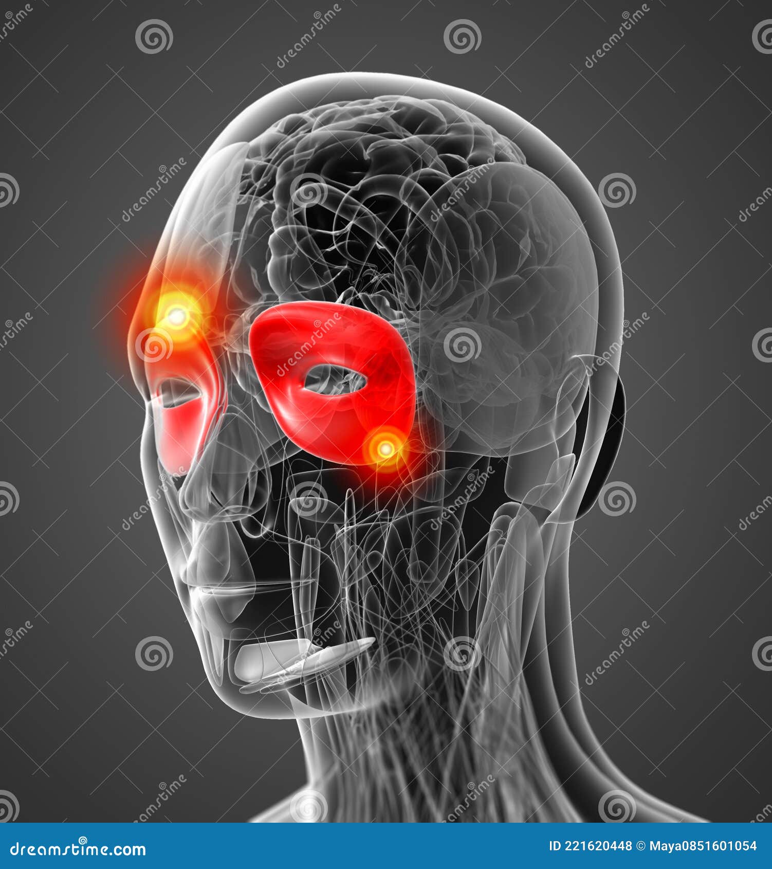 Medical Illustration of the Orbicularis Oculi Stock Illustration ...