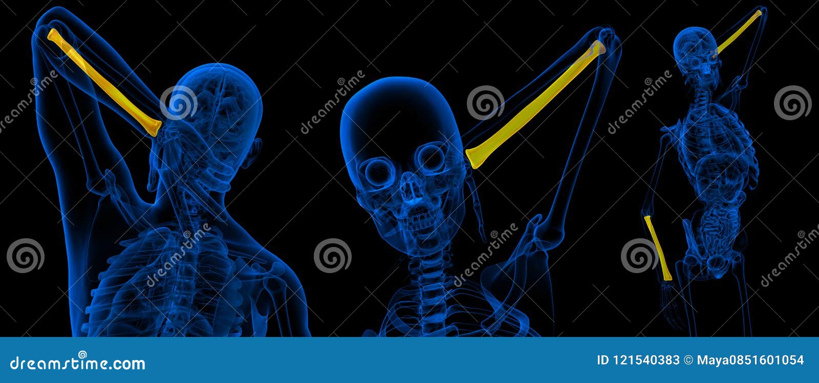 3d Rendering Illustration of Radius Stock Illustration - Illustration ...
