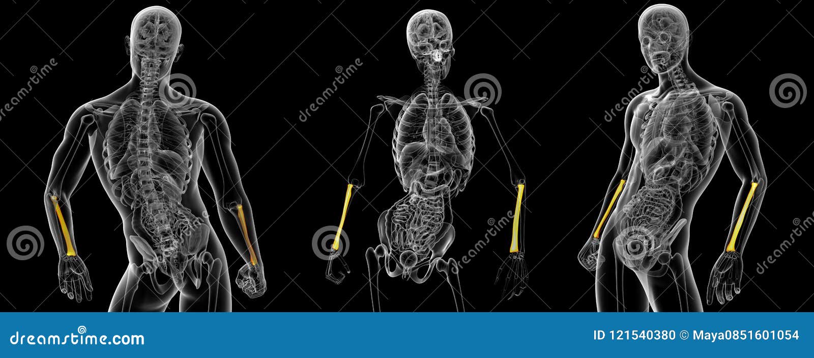 3d Rendering Illustration of the Radius Stock Illustration ...