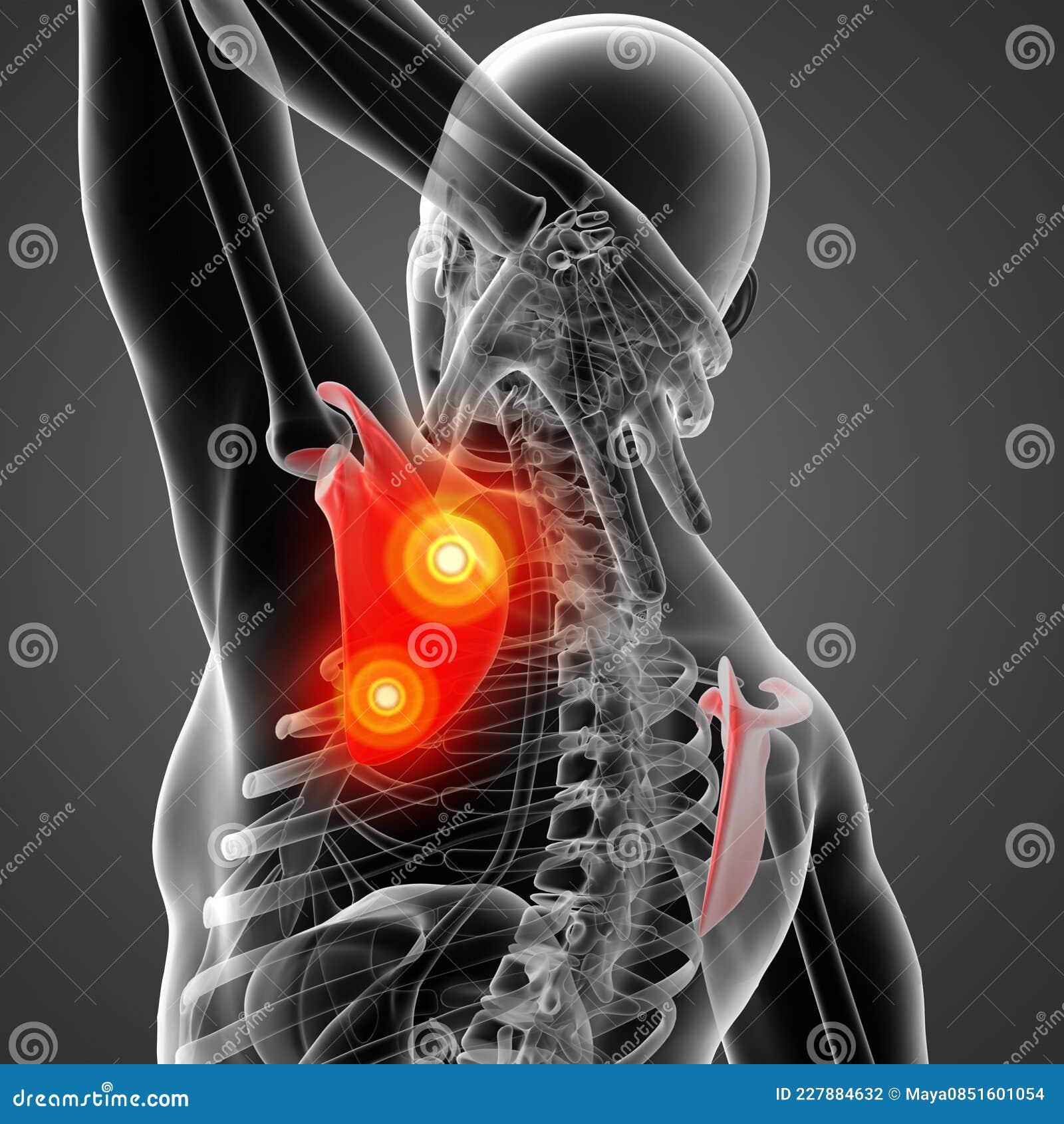 3D Rendering Illustration of Scapula Bone Stock Illustration ...