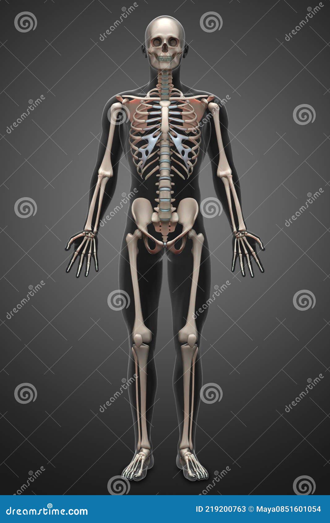 3d Rendering of Skeletal Anatomy Stock Illustration - Illustration of ...
