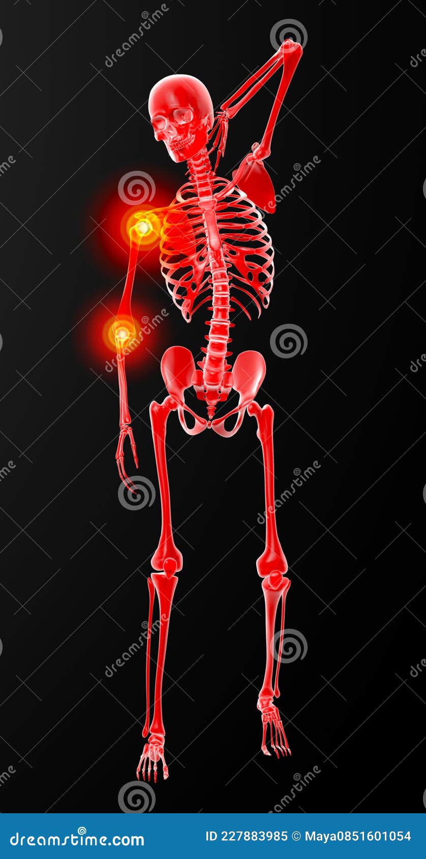 3D Rendering Illustration of Skeleton Bone Stock Illustration ...