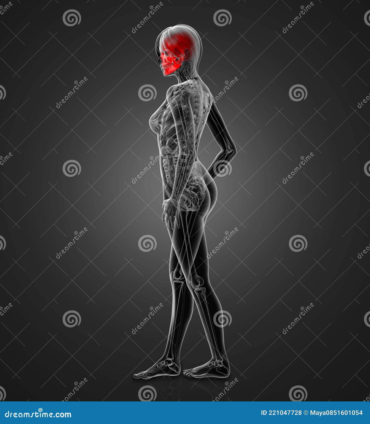 Female Maxilla - Skull Anatomy Stock Image | CartoonDealer.com #47171755