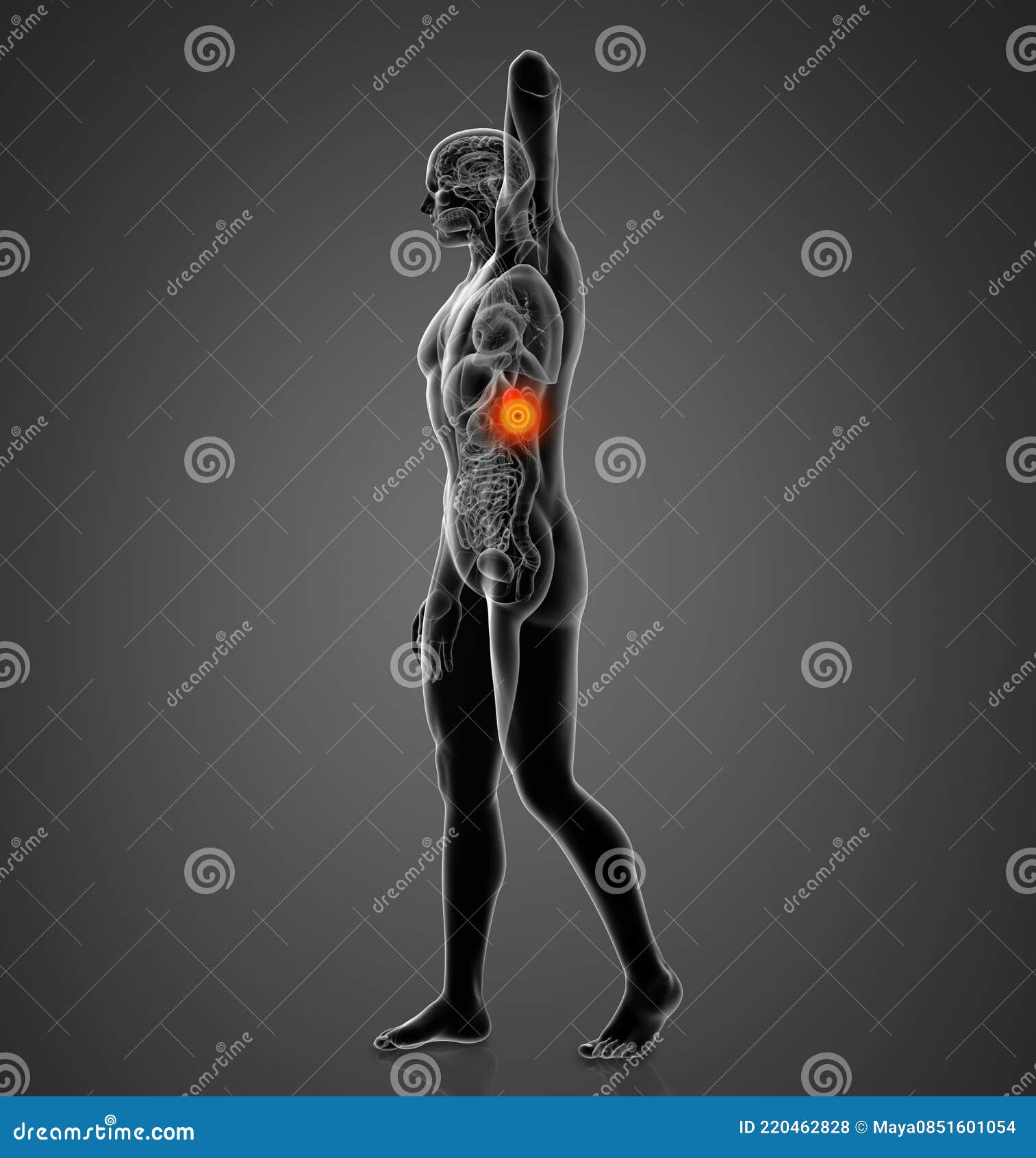 3d Rendering Illustration of Spleen Stock Illustration - Illustration ...