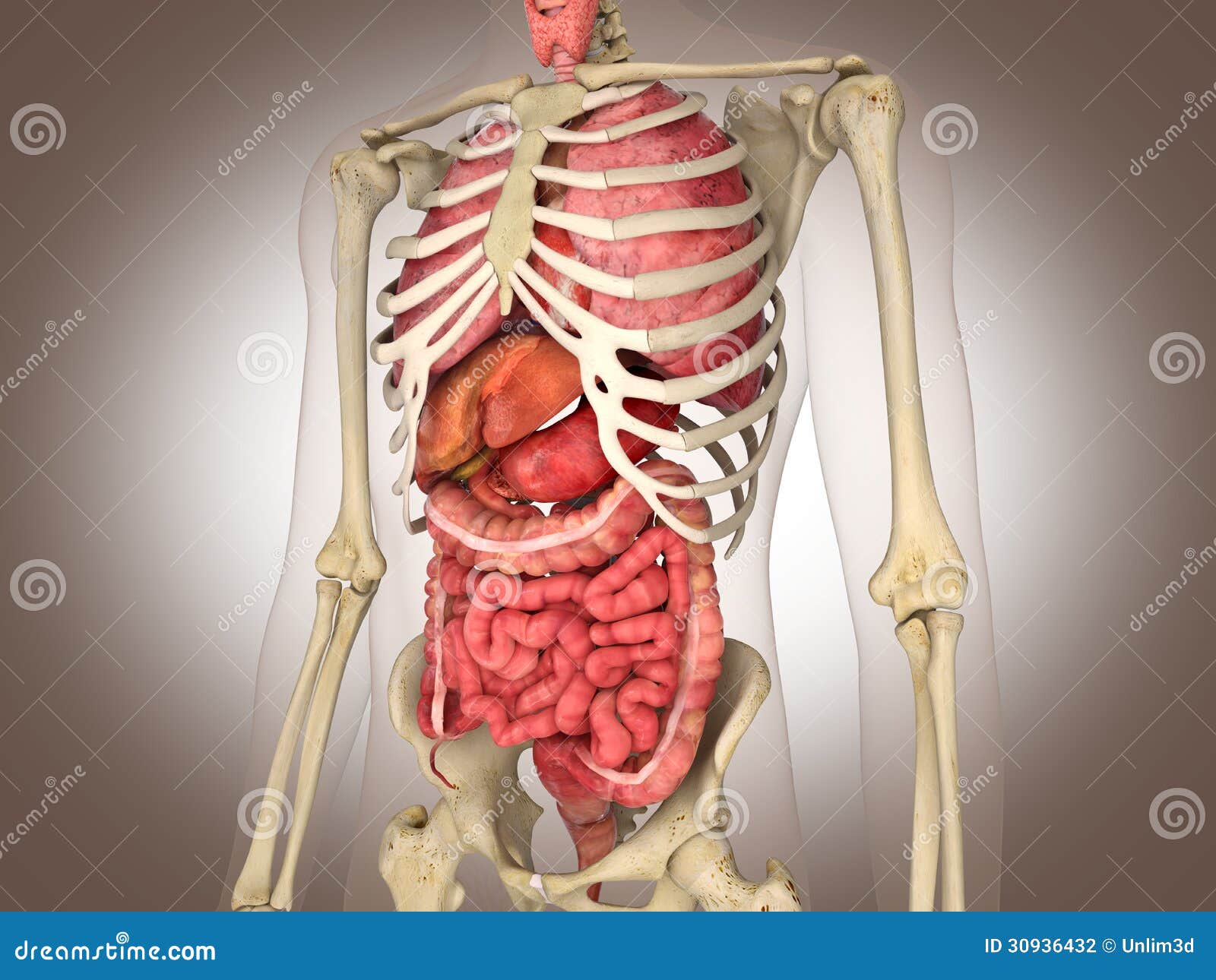 3D Rendering Intestinal Internal Organ Stock Illustration ...