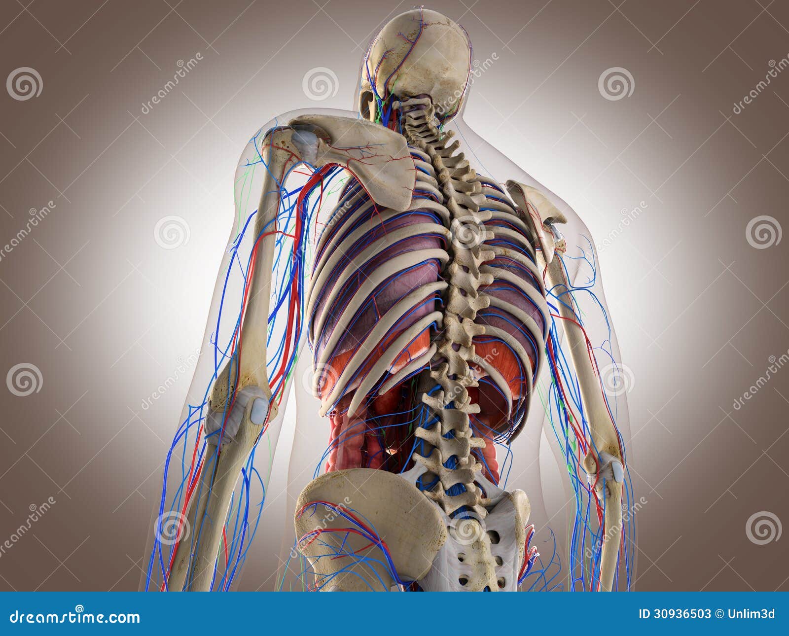 Internal Organ Pixel Art Set. 8 Bit Anatomy Of Human Body. Heart ...