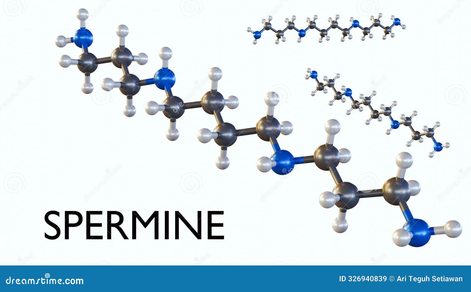 3D Rendering of Isolated Spermine Molecule Chemical Structure Stock ...