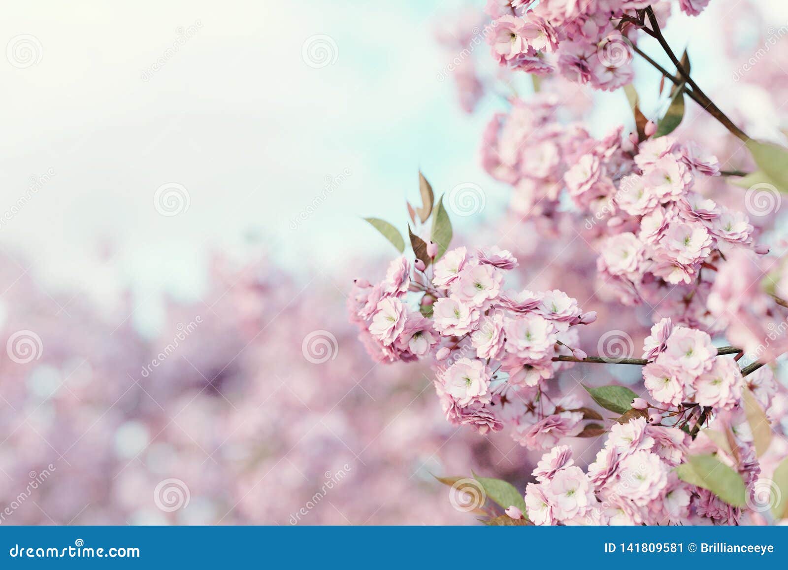 3d Rendering of Japanese Cherry Blossom. Selective Focus Stock Image ...