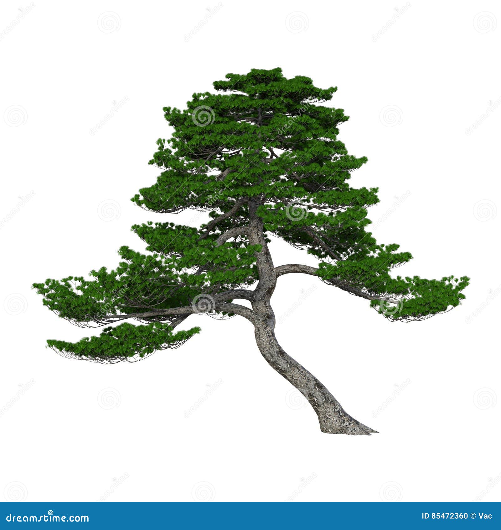 3D Rendering Japanese Pine Tree on White Stock Photo - Image of ...