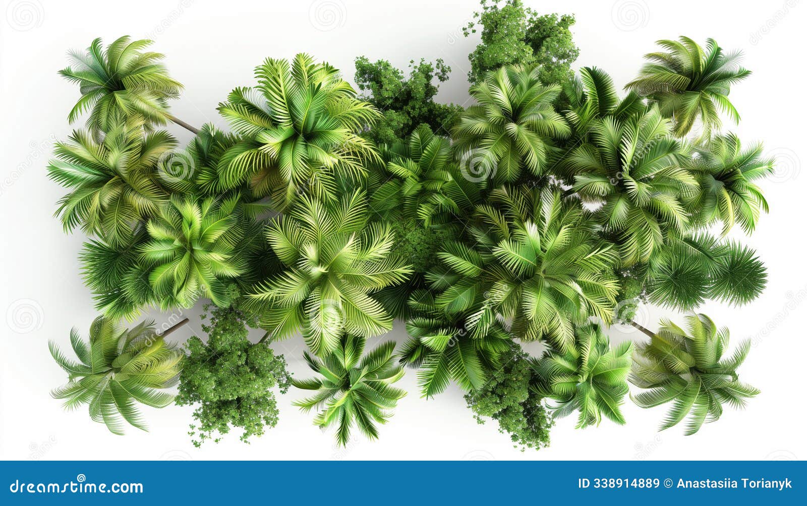 3d Rendering of Jungle Coconut Trees: Top View and Plan View for ...