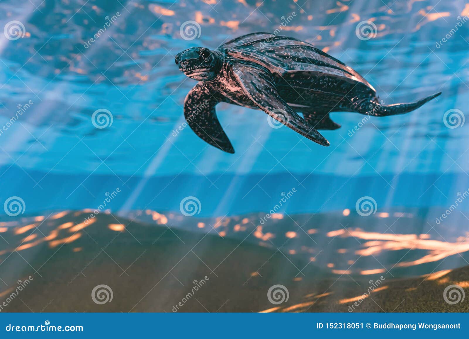 Sea Turtle Leatherback Cartoon Vector Illustration | CartoonDealer.com ...