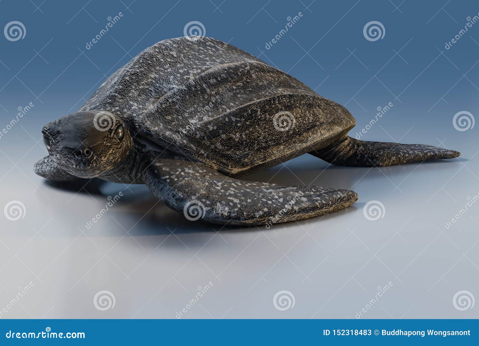 Sea Turtle Leatherback Cartoon Vector Illustration | CartoonDealer.com ...