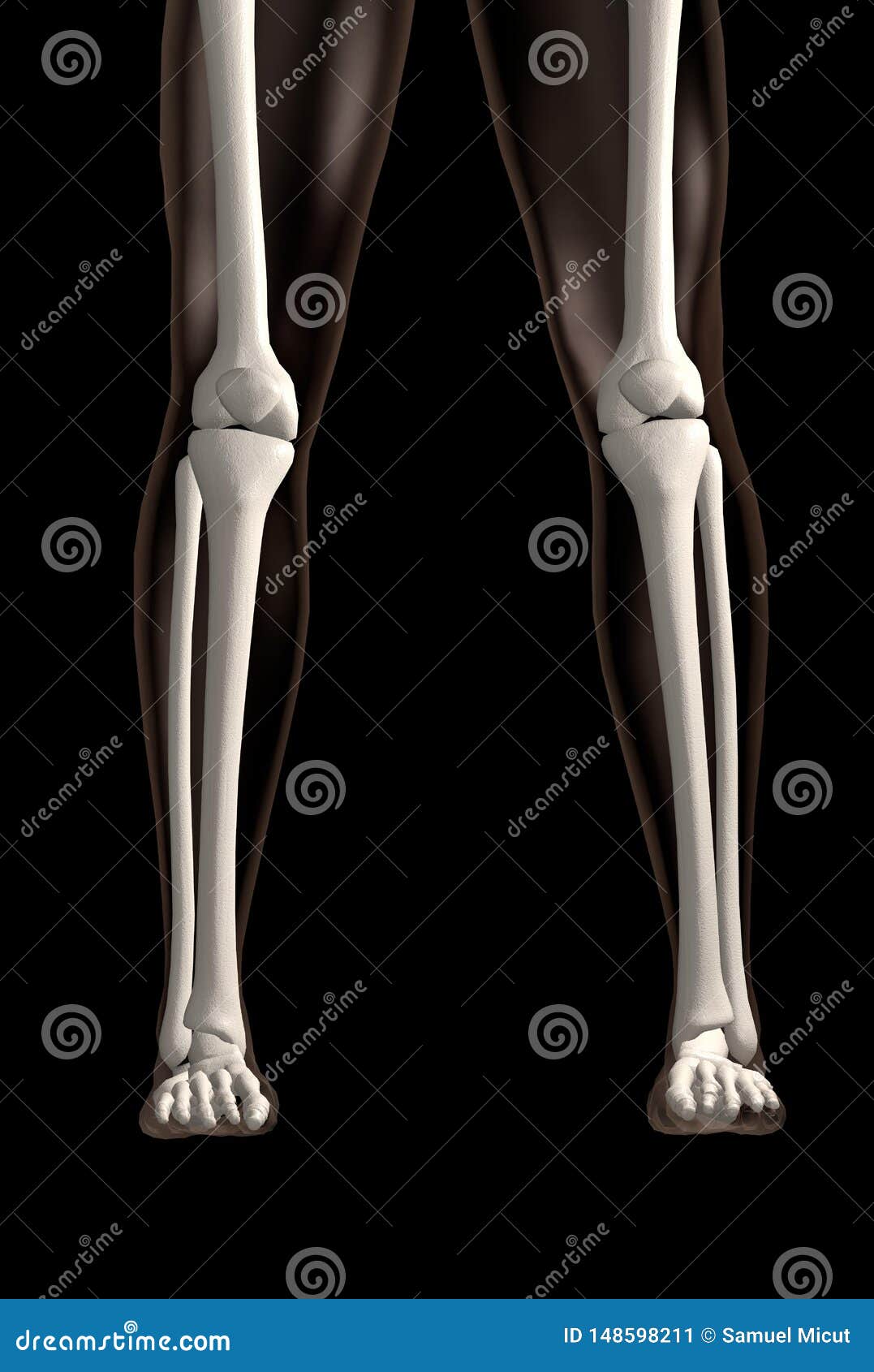 Two Human Legs