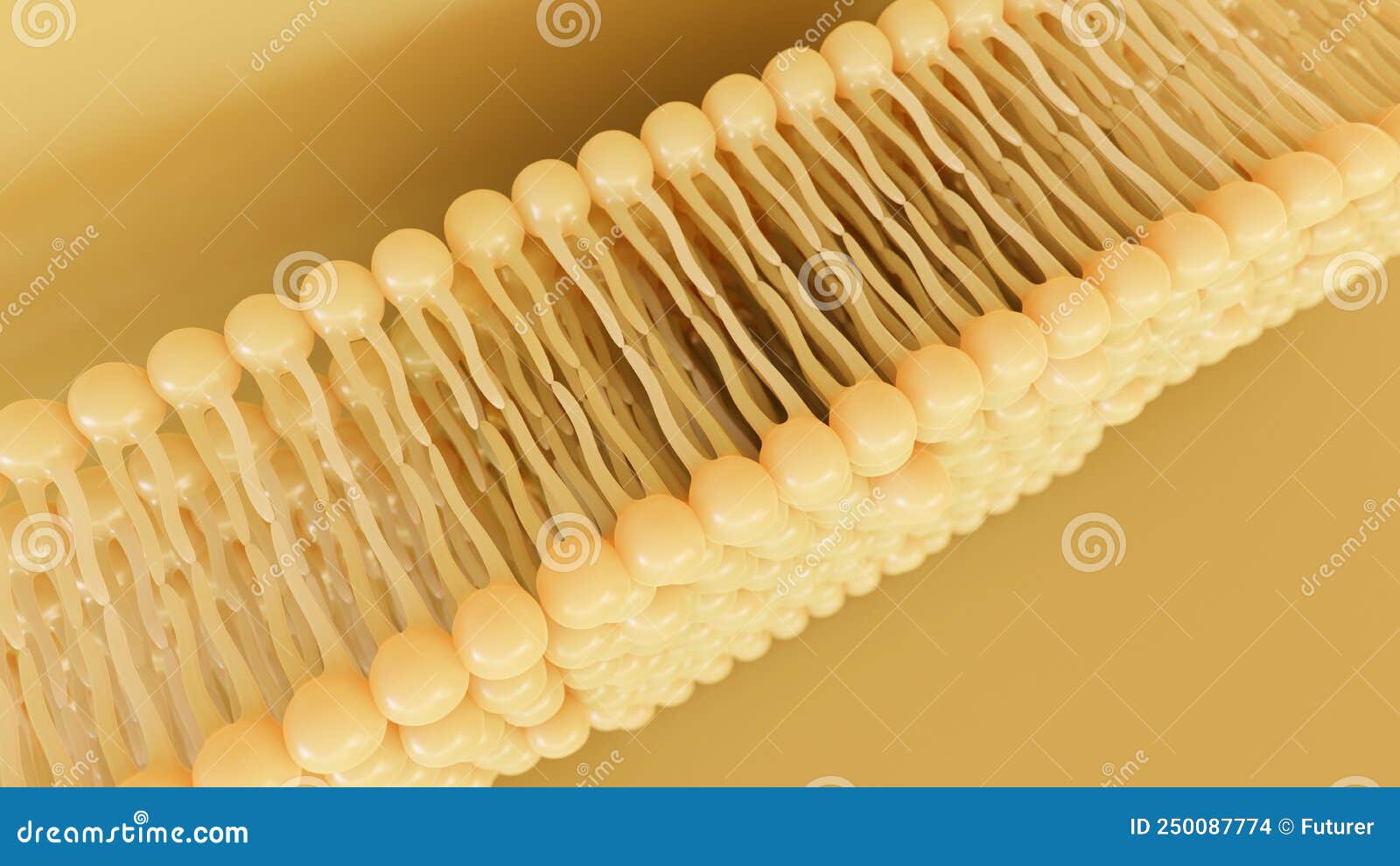 3D Rendering Lipid Bi-layer Cell Anatomy - 3D Rendering Stock ...